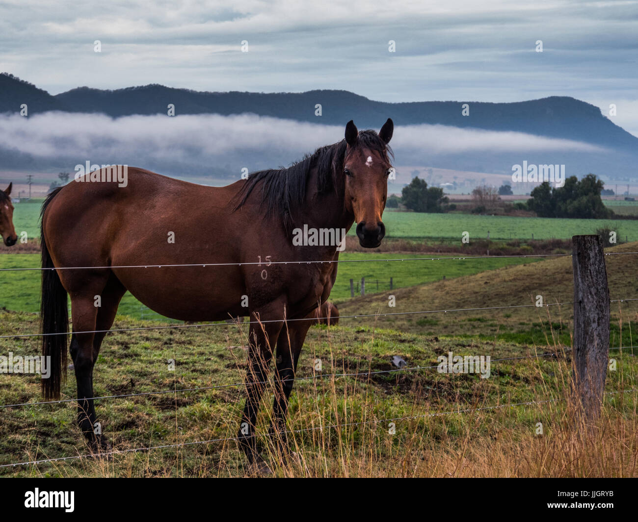 Captured Australian Brumby Horses standing around Dead Trees in a ...