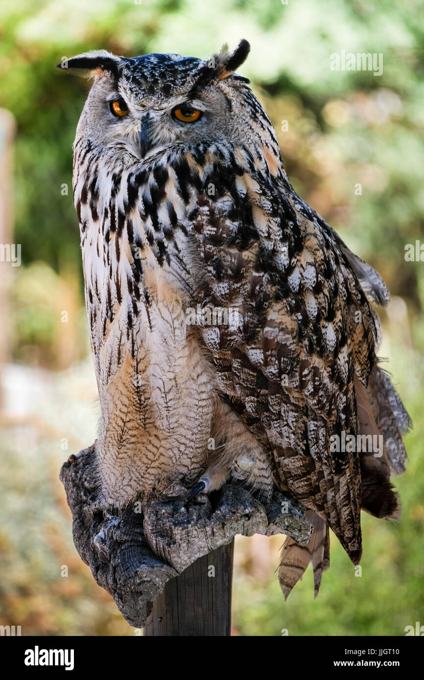 BENALMADENA, ANDALUCIA/SPAIN - JULY 7 : Eurasian Eagle-Owl (Bubo bubo ...