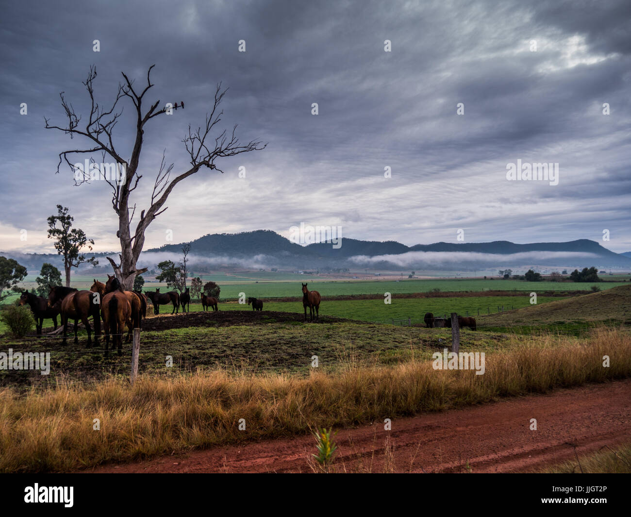 Captured Australian Brumby Horses standing around Dead Trees in a ...
