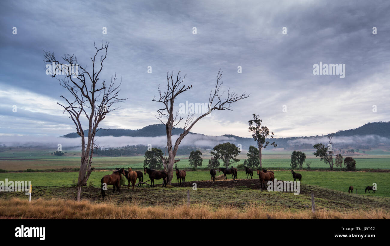 Captured Australian Brumby Horses standing around Dead Trees in a ...