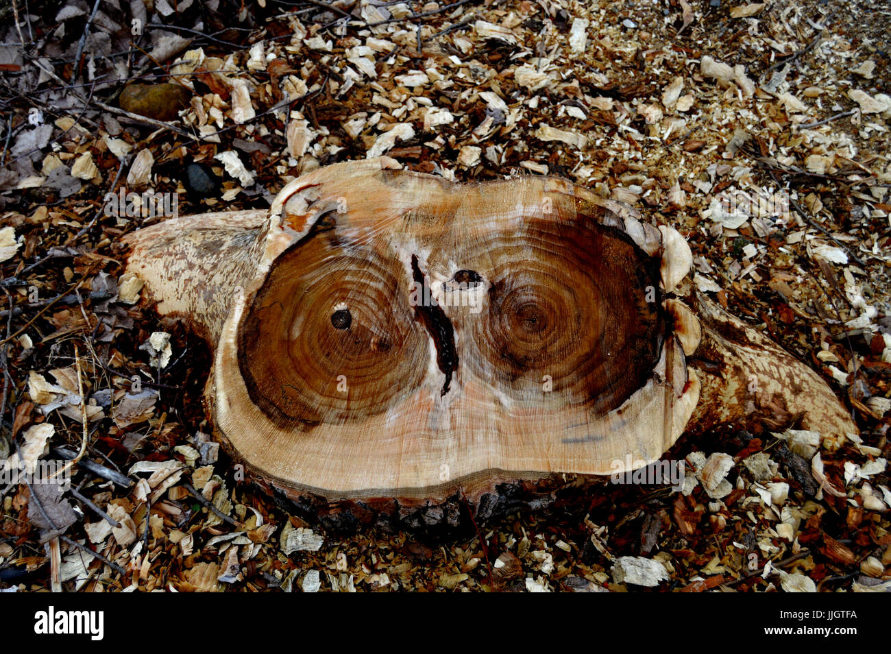 Tree with Eyes Stock Photo - Alamy