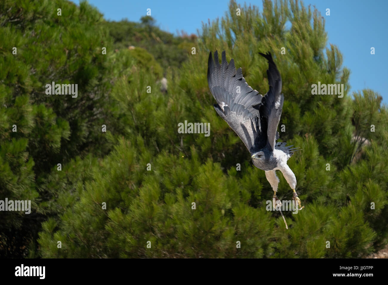 Chilean blue eagle hi-res stock photography and images - Alamy