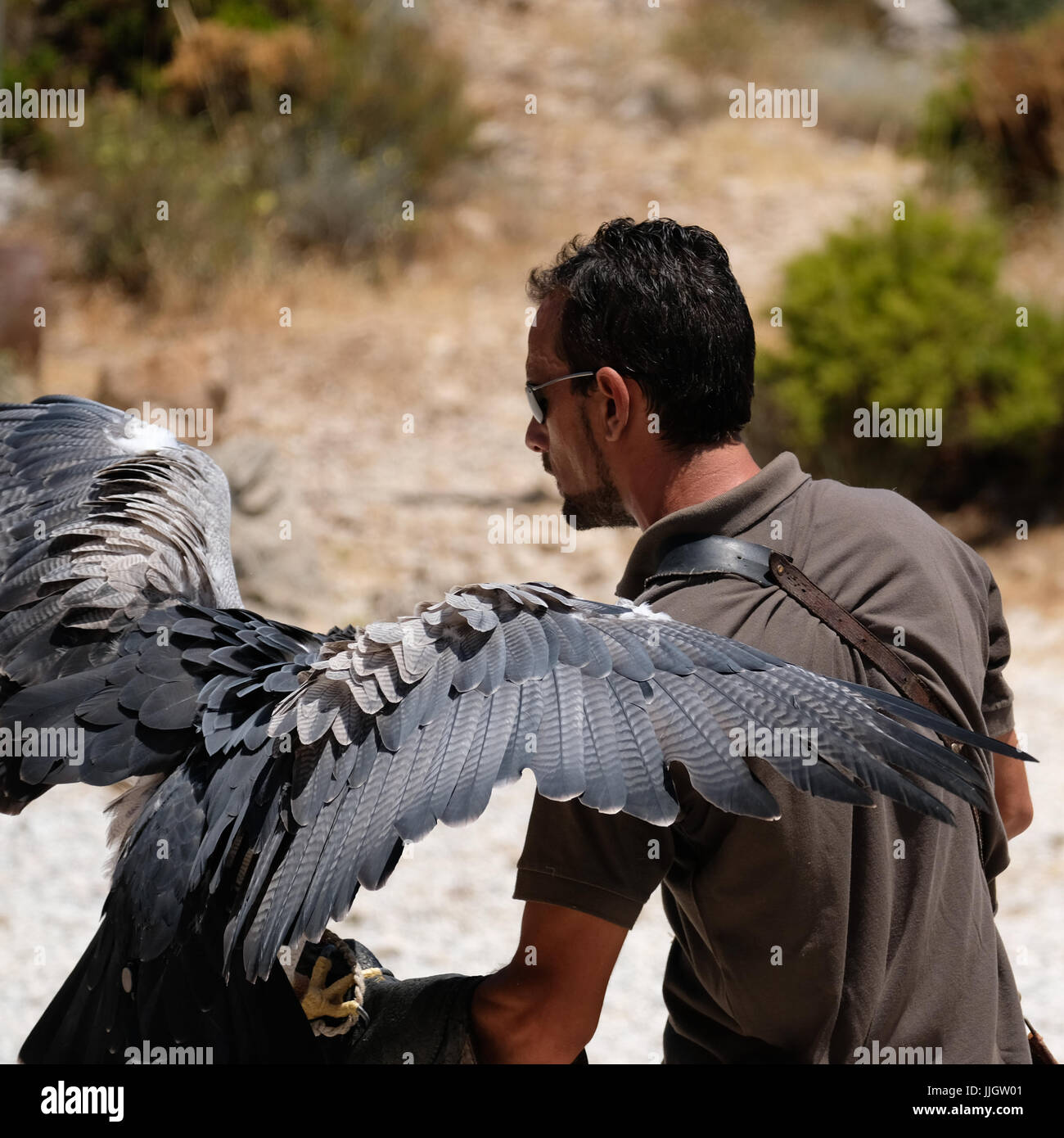 Chilean blue eagle hi-res stock photography and images - Alamy