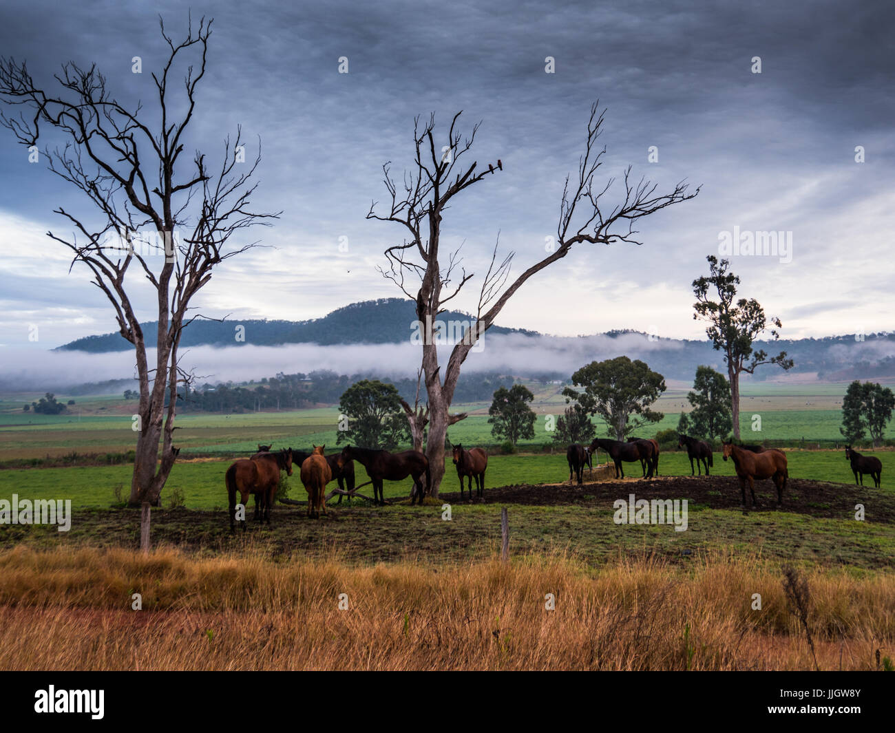 Brumby horse australia hi-res stock photography and images - Alamy