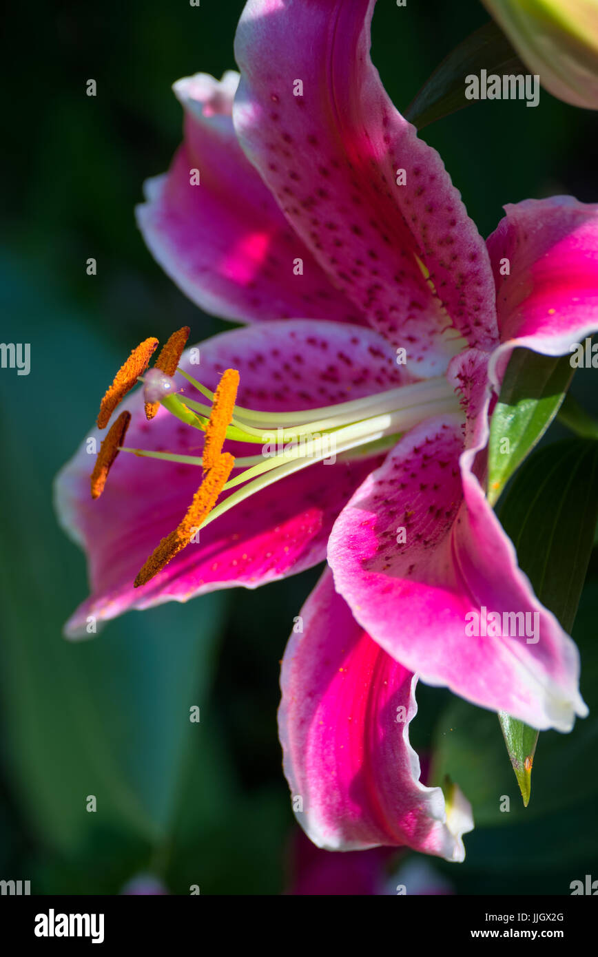 Pink Spotted Lily Flowering in Sussex Stock Photo - Alamy