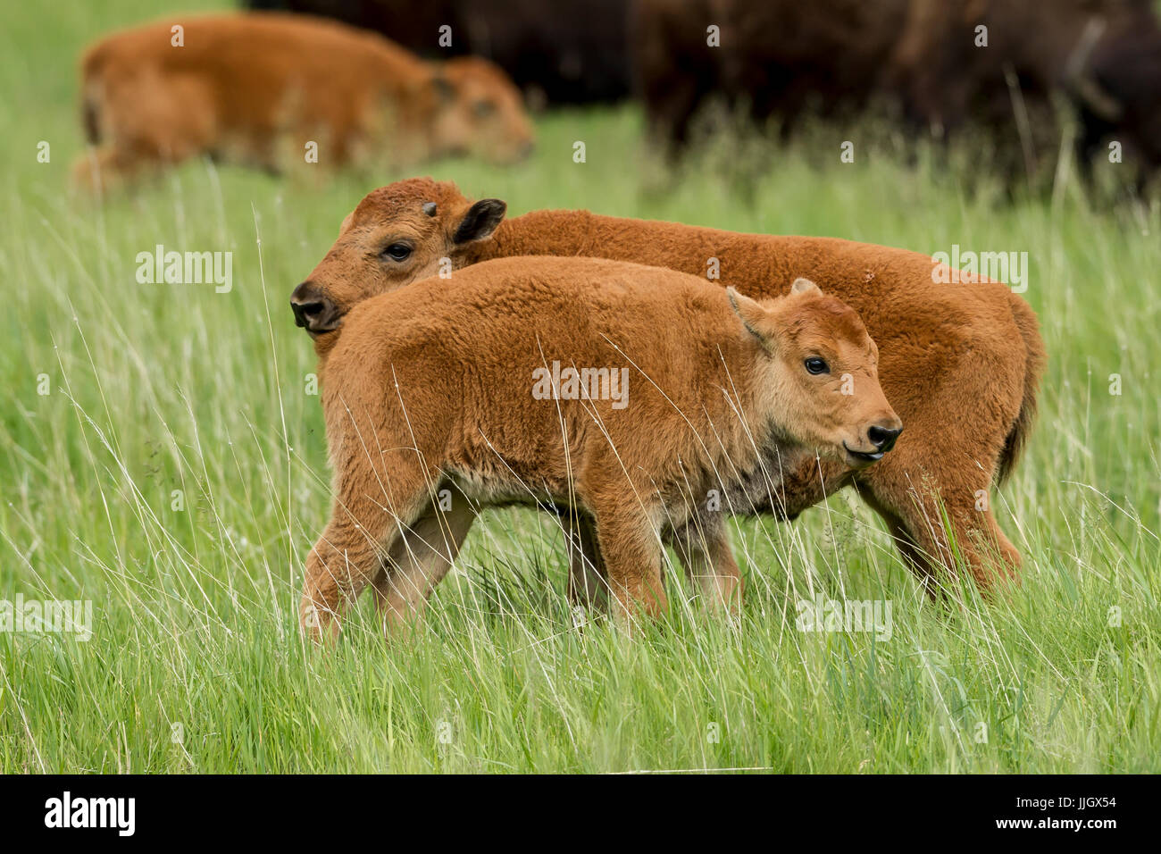 Some bison calves interacting with each other near Custer, South Dakota ...