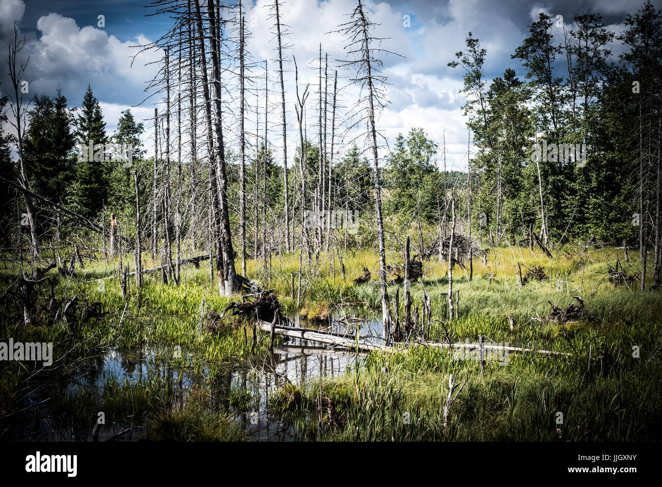 Beautiful wild forest Stock Photo - Alamy