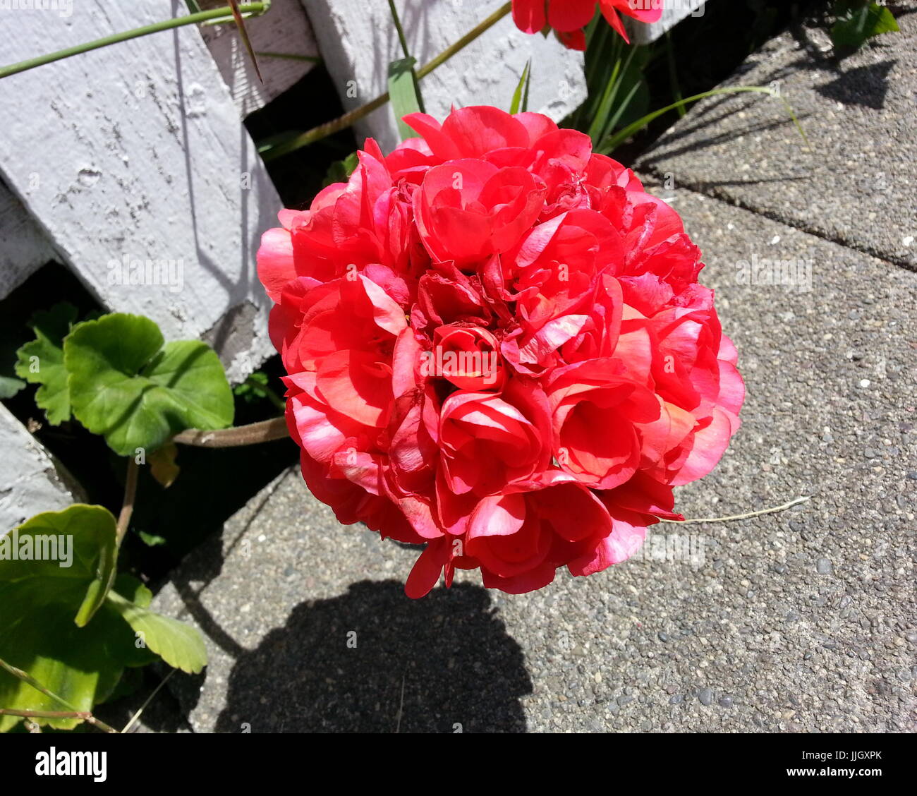 Red Garden Flower with White Picket Fence Stock Photo - Alamy