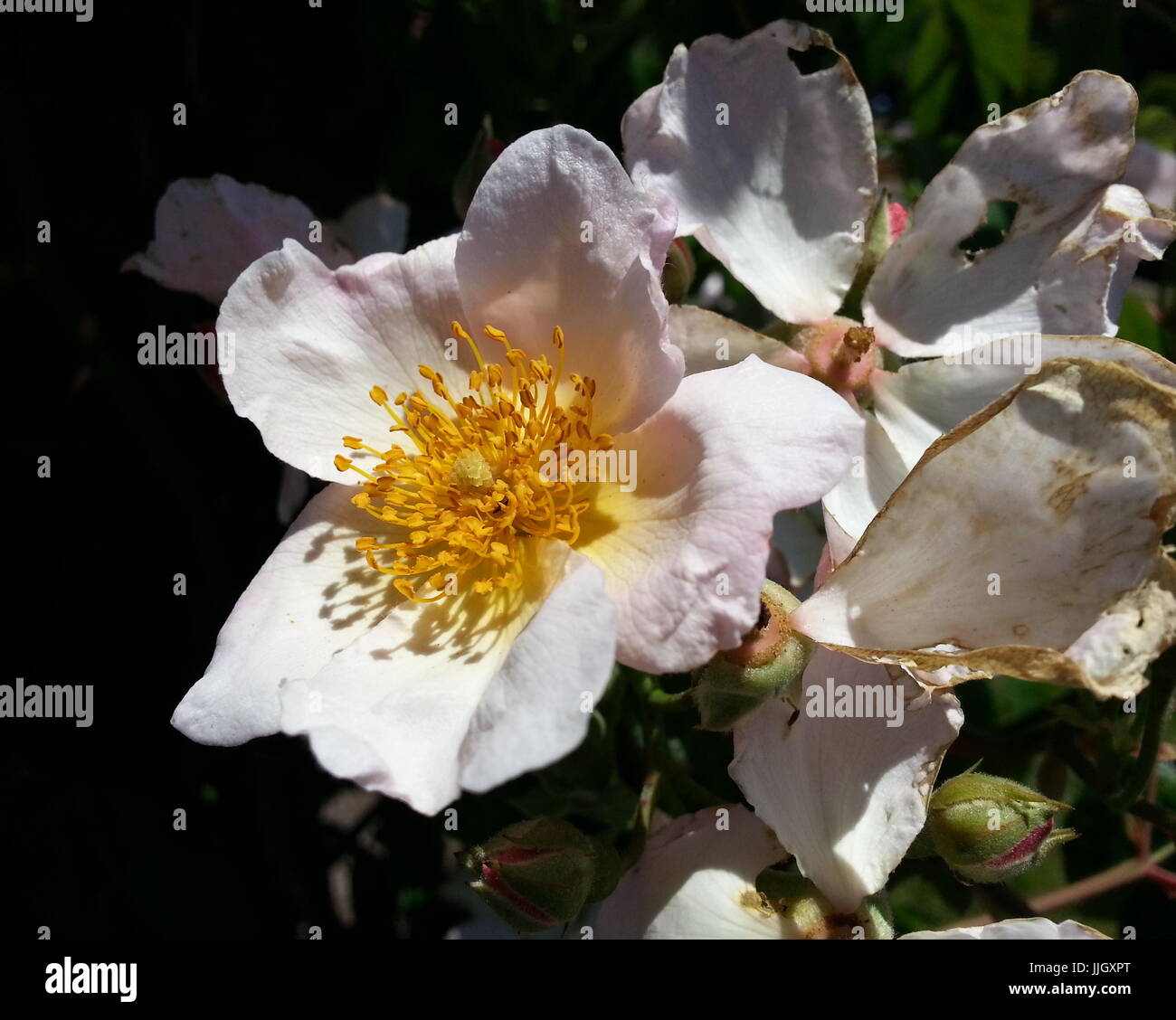 White Flower with Big Yellow Stamen Stock Photo - Alamy