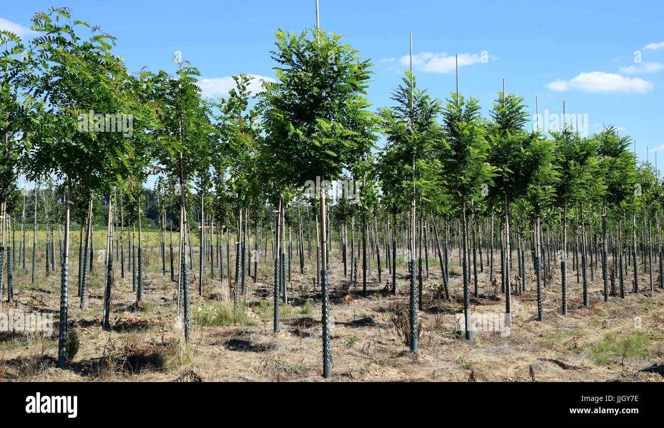 tree nursery, plant nursery Stock Photo - Alamy