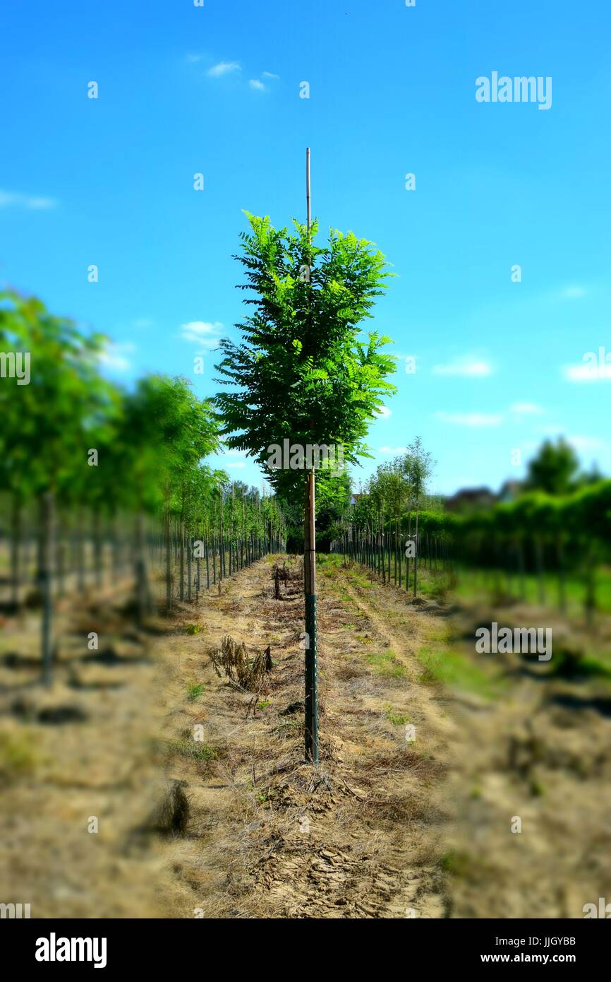 tree nursery, plant nursery Stock Photo - Alamy