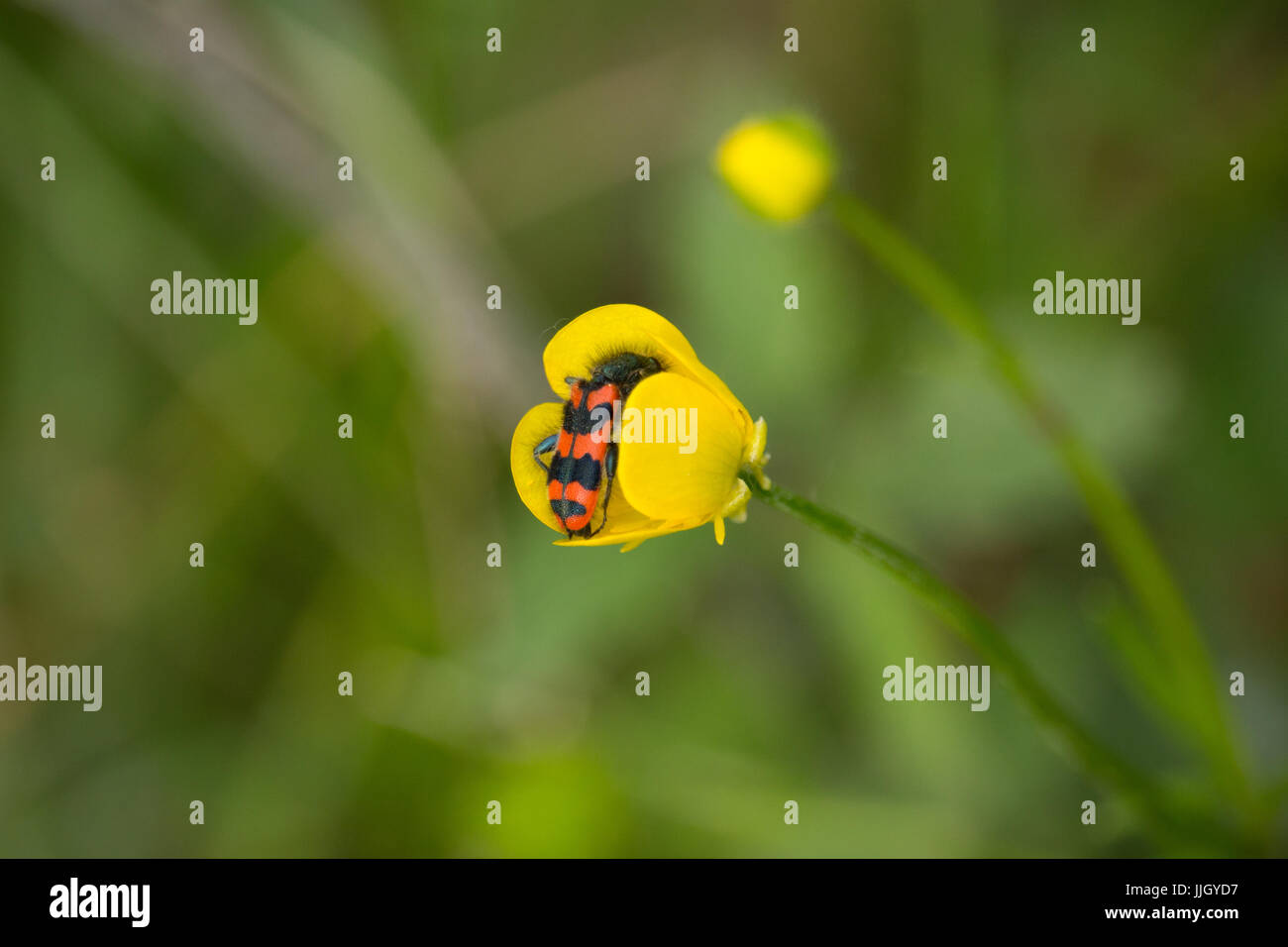 Checkered bee beetle hi-res stock photography and images - Alamy
