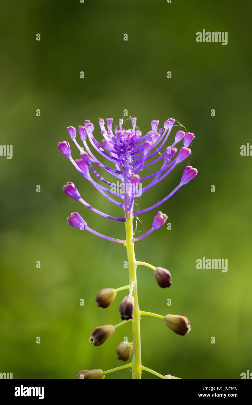 Muscari comosum Flower Stock Photo - Alamy