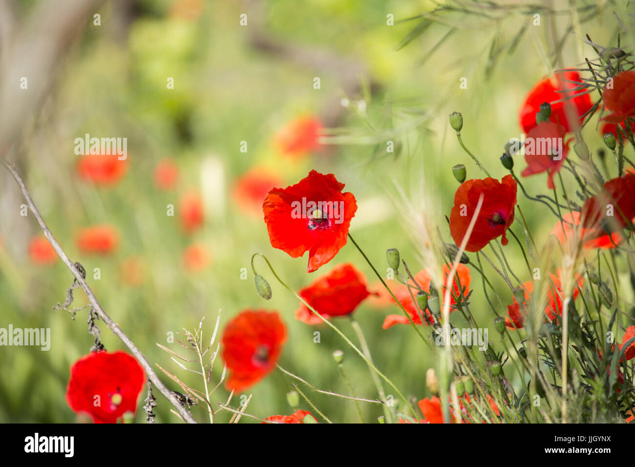 Scarlet red corn poppy hi-res stock photography and images - Alamy