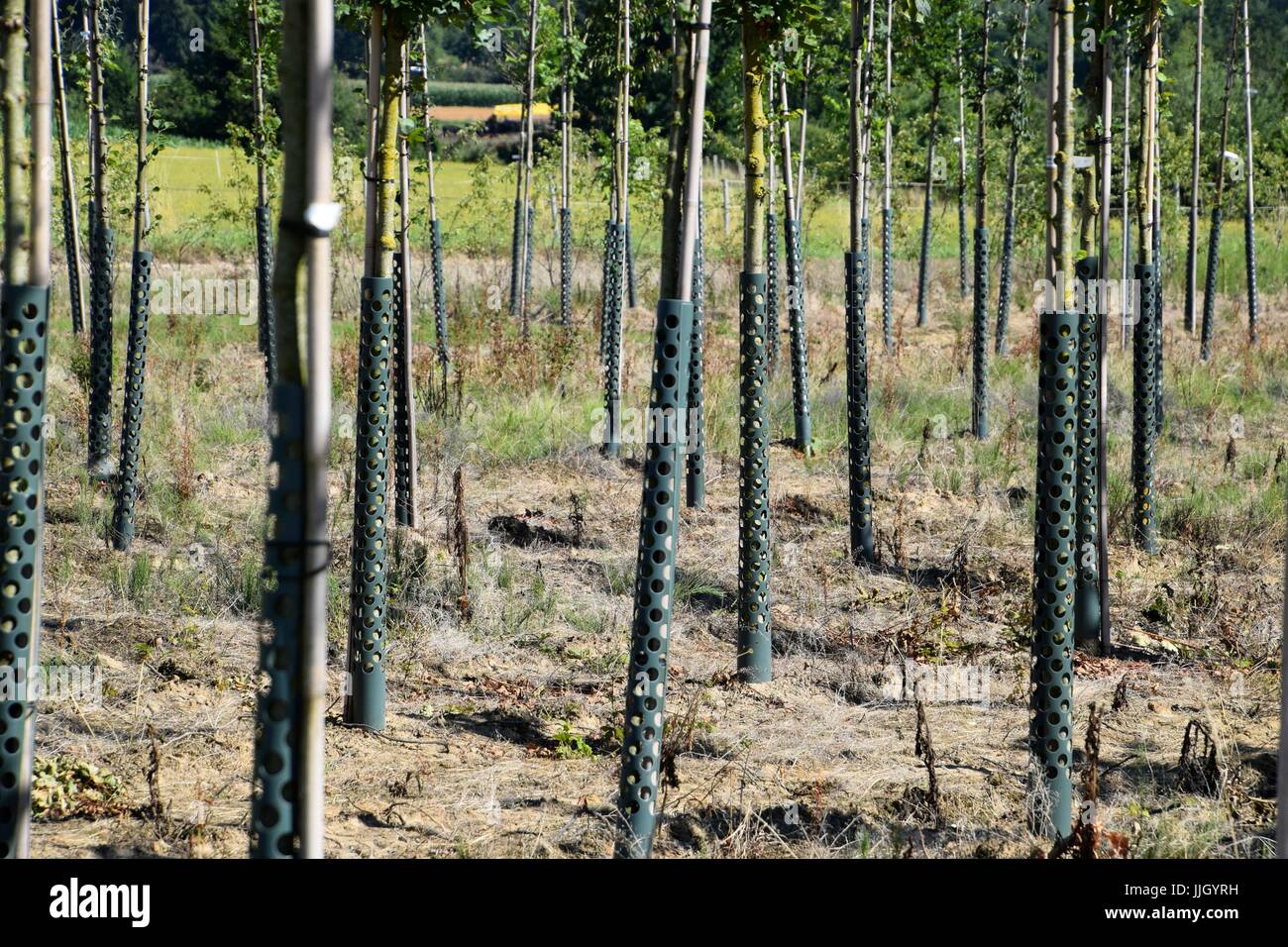 Tree nursery facility hi-res stock photography and images - Alamy