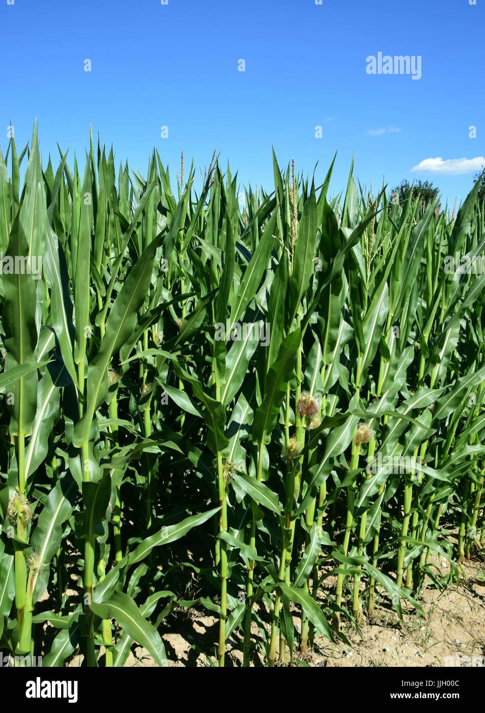 Teosinte plant and maize hi-res stock photography and images - Alamy