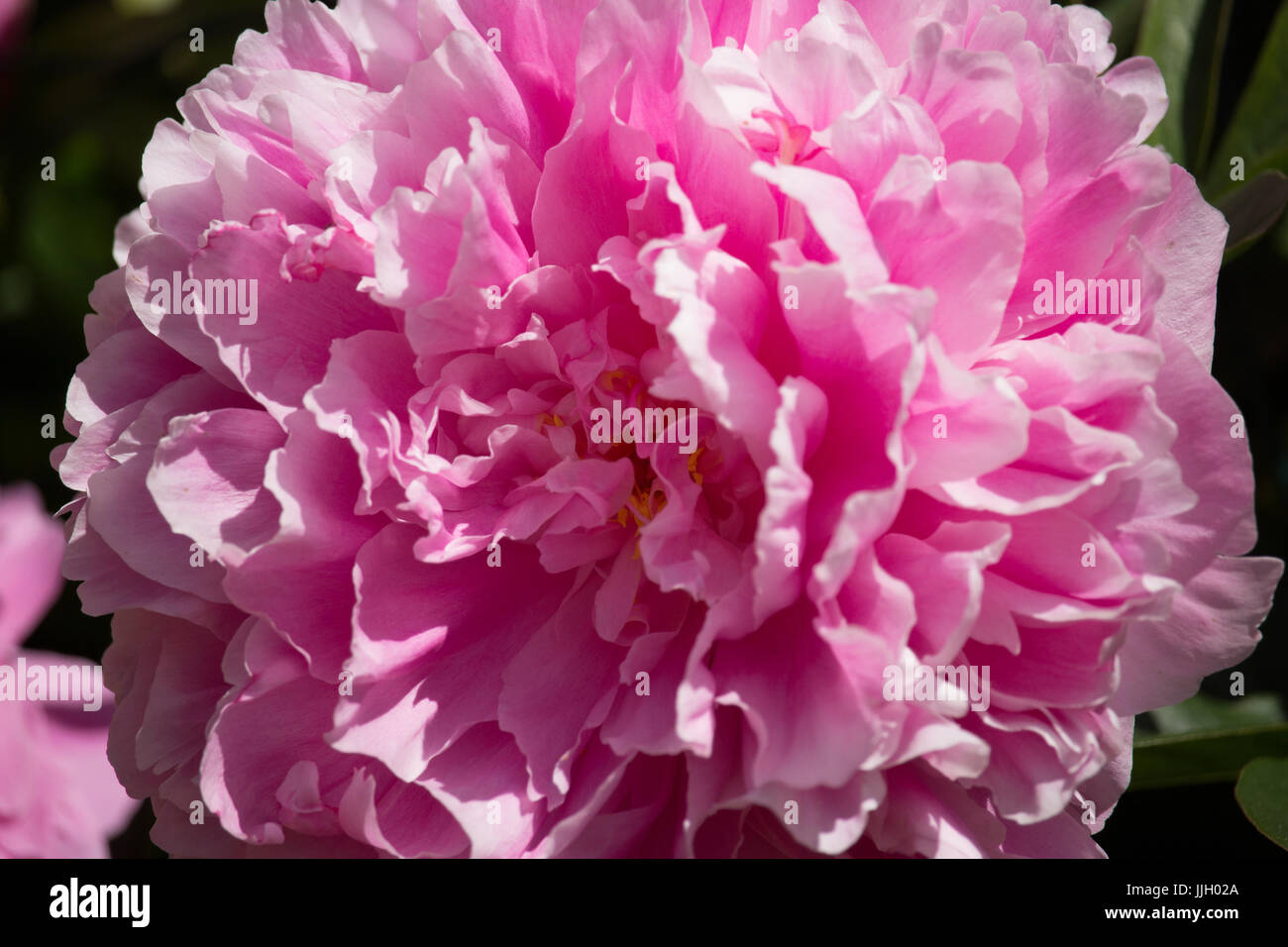 Paeonia moutan hi-res stock photography and images - Alamy