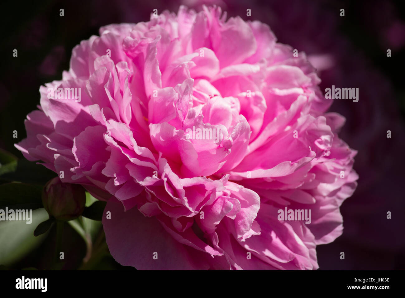 Paeonia suffruticosa cultivar hi-res stock photography and images - Alamy