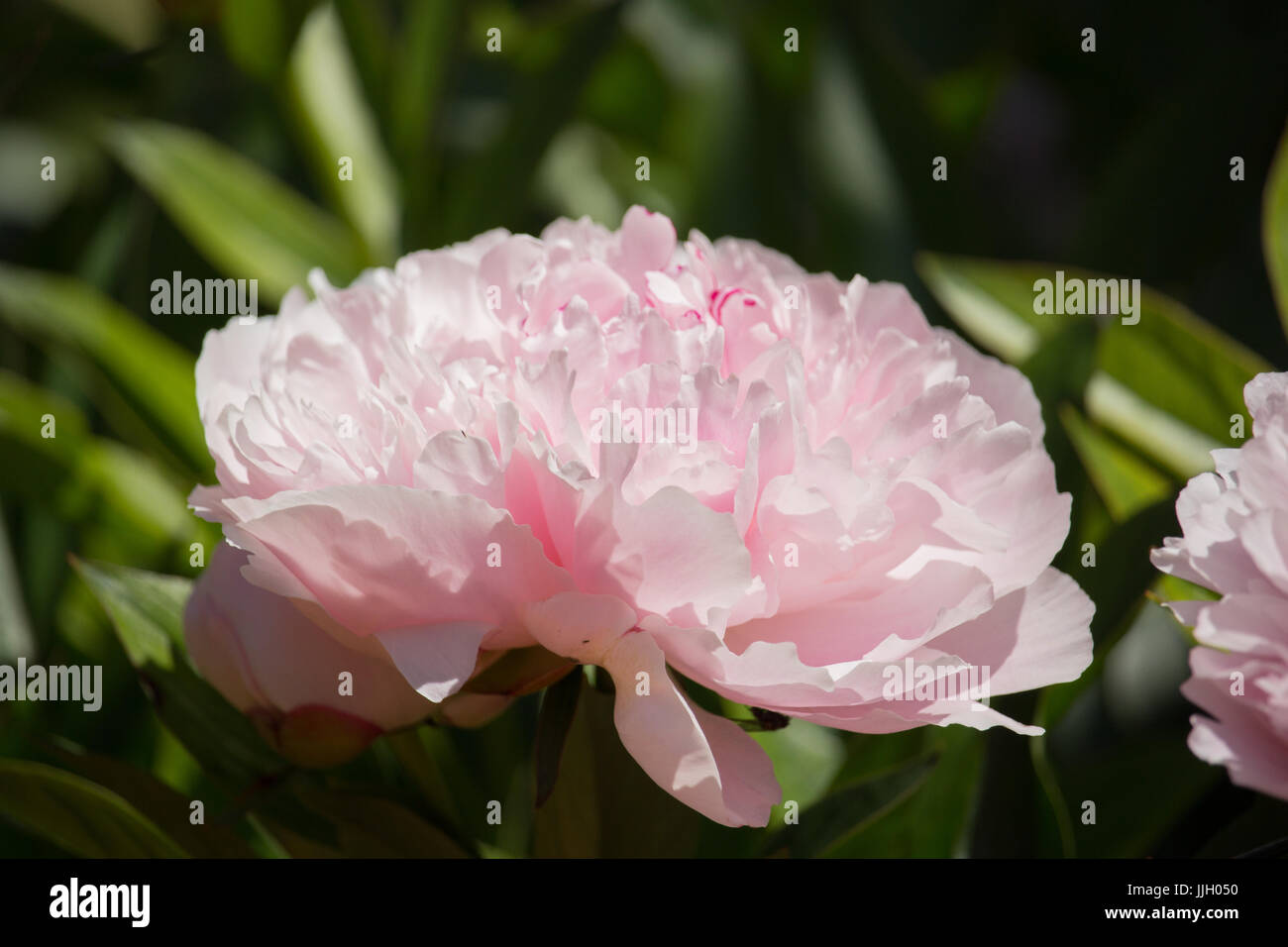 Paeonia suffruticosa cultivar hi-res stock photography and images - Alamy