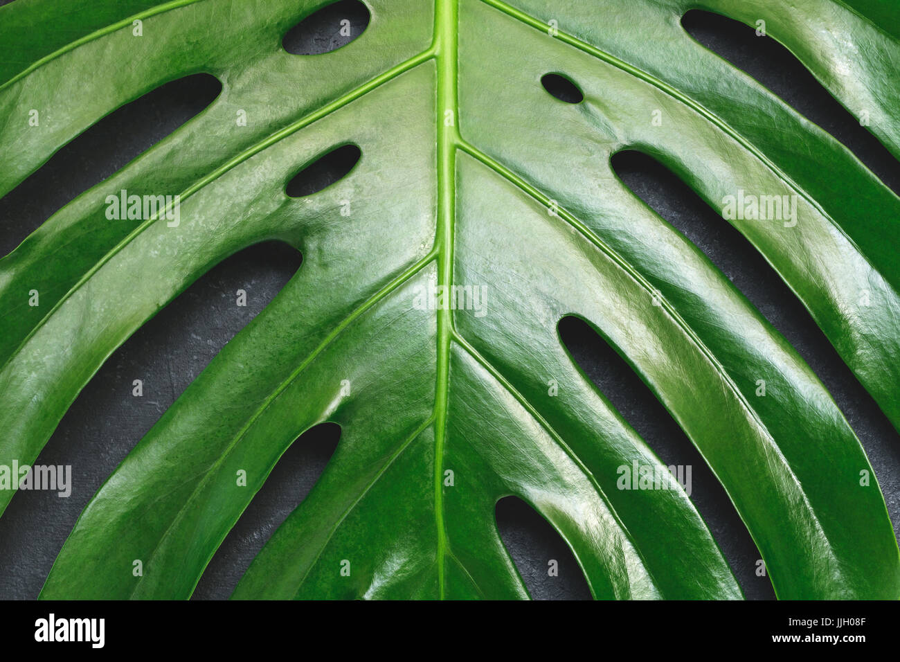 Close-up of the monstera leaf. Abstract background Stock Photo - Alamy