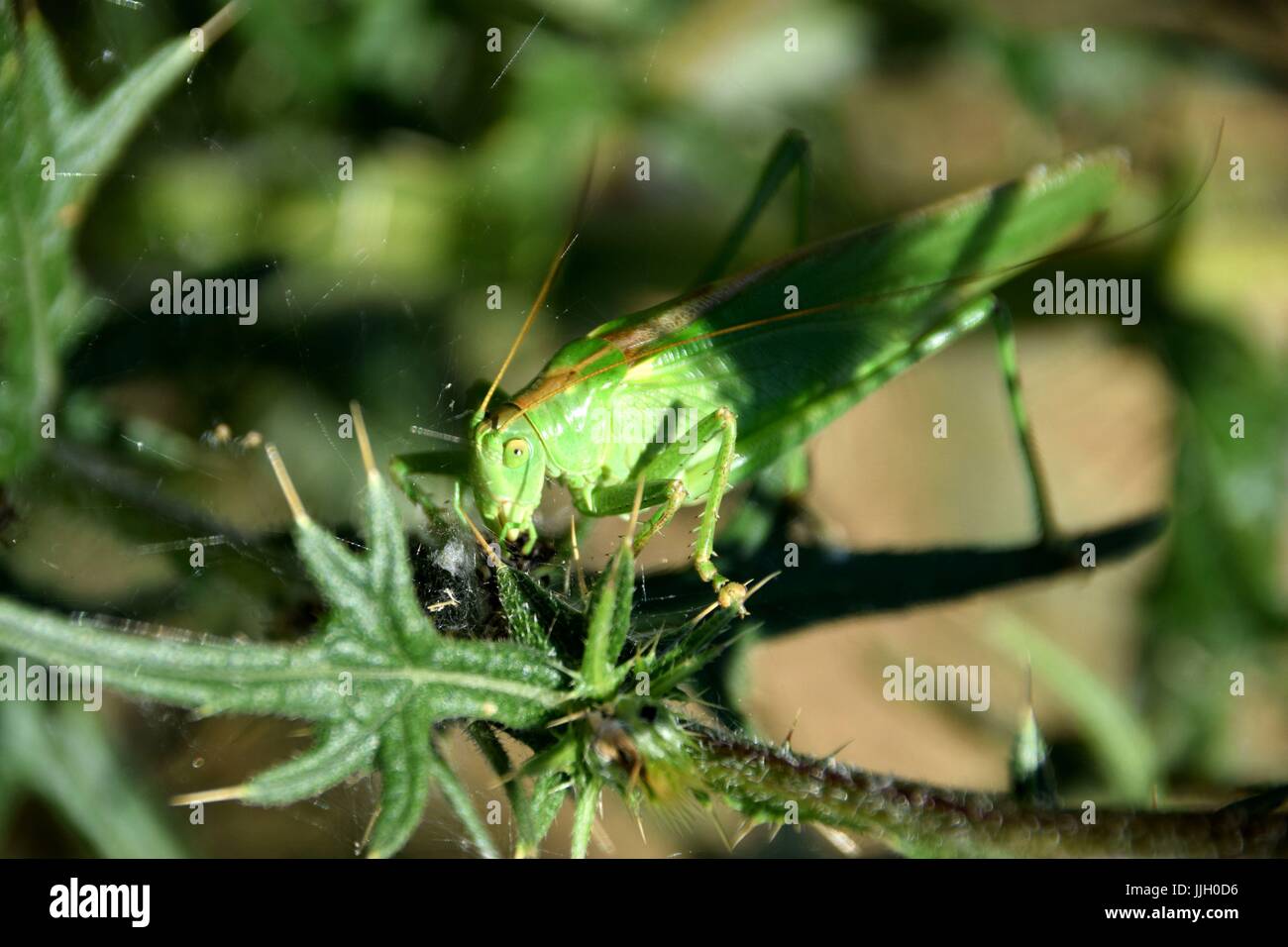 silybum marianum with tettigonia insect Stock Photo - Alamy