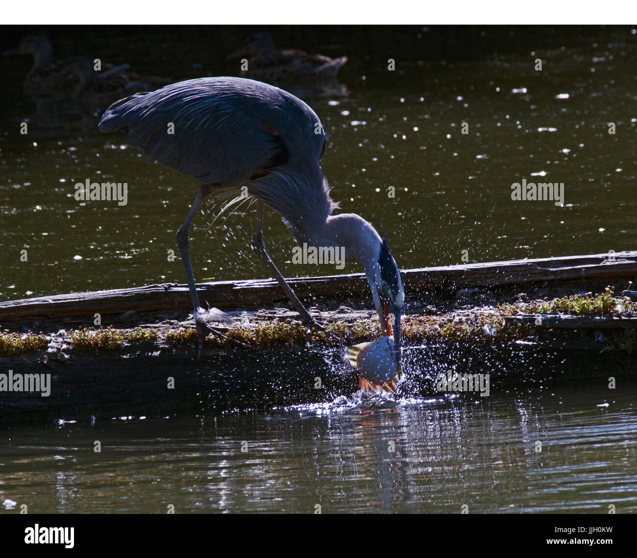 Great Blue Heron fishing Stock Photo - Alamy