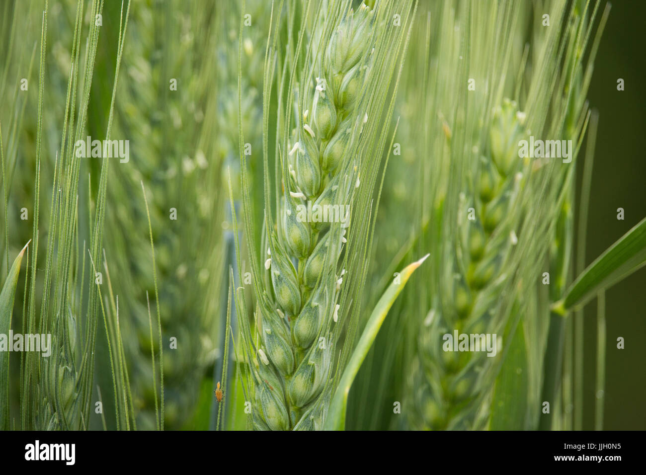 Green Ear of Corn Stock Photo - Alamy