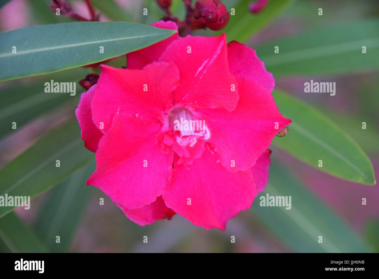 pink oleander blossom, oleander flower, nerium Stock Photo - Alamy