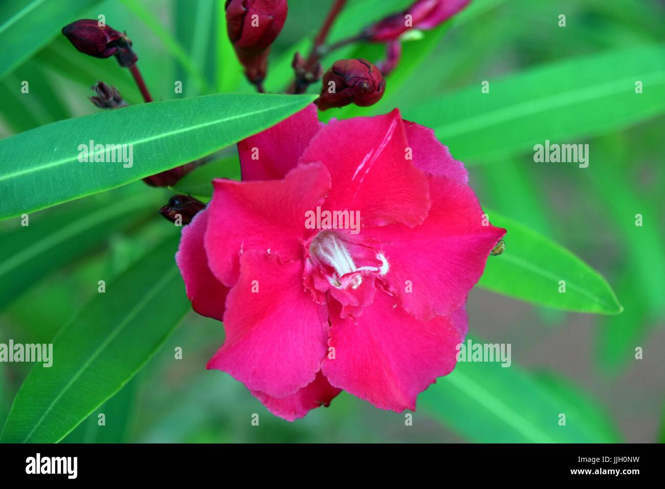 close-up view pink Nerium flower blossoming on branches, oleander ...