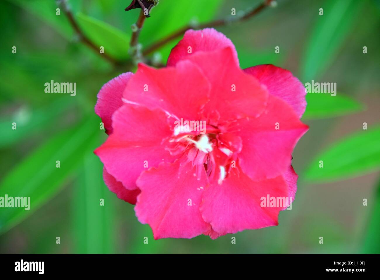 single nerium oleander flower in summer Stock Photo - Alamy