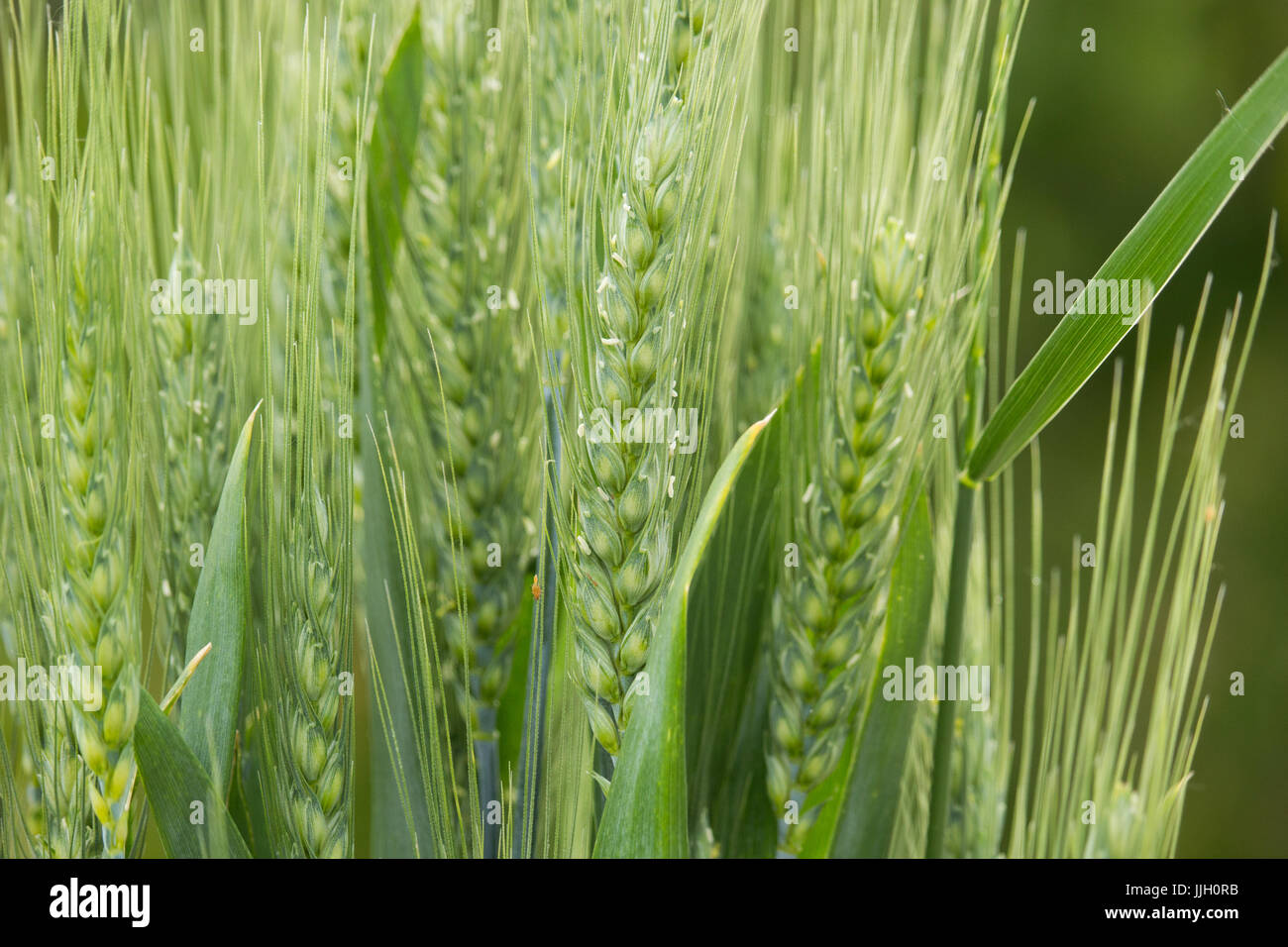 Green Ear of Corn Stock Photo - Alamy