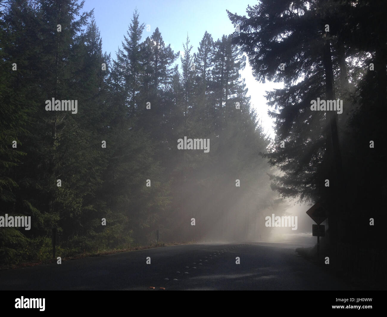 Sun streaks through Redwood trees, California Coast Stock Photo - Alamy