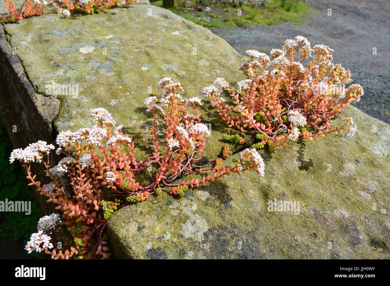 White Stonecrop-Sedum Album Stock Photo - Alamy