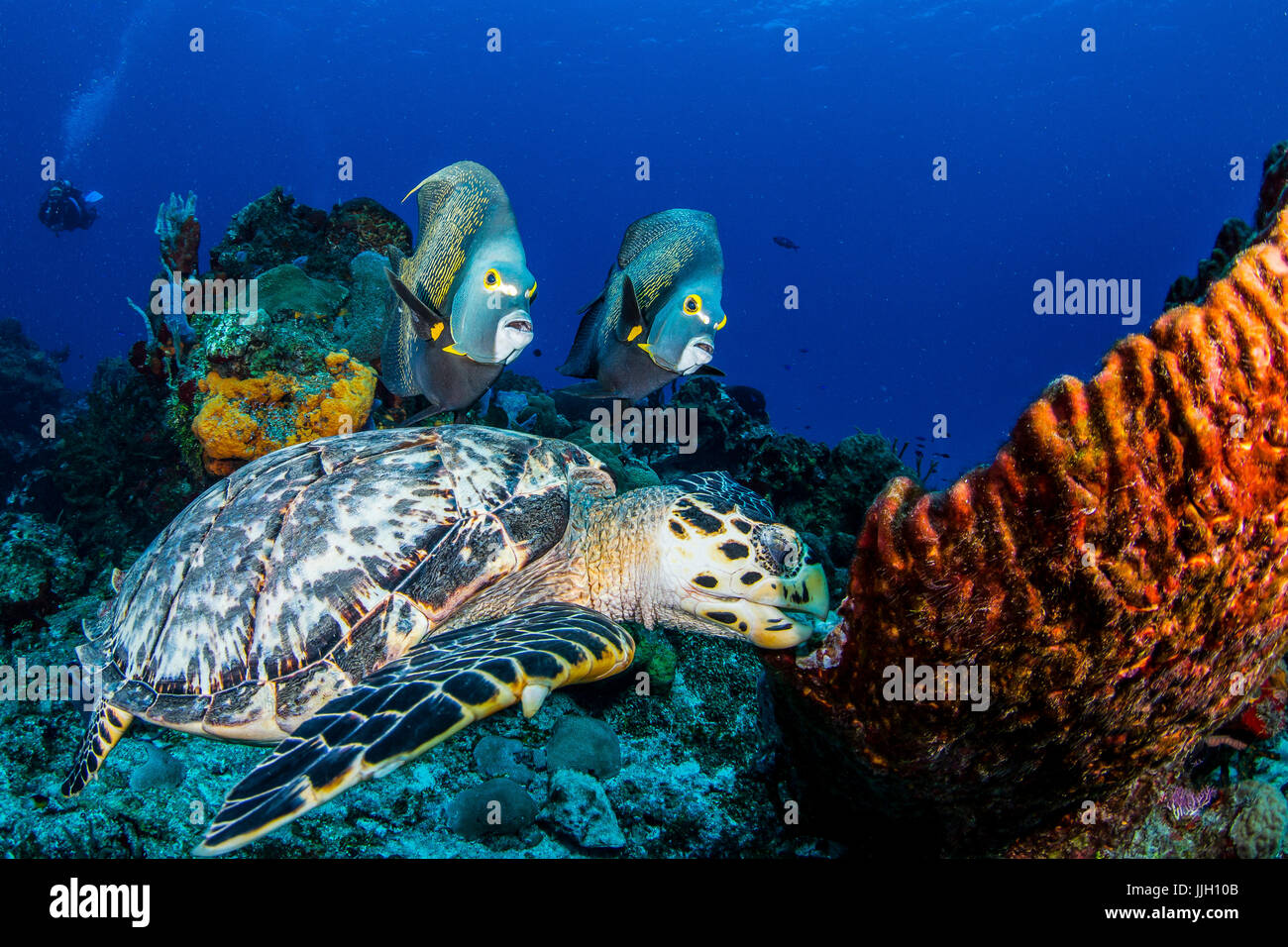 A hawksbill sea turtle feeds on a sponge while two french angelfish ...