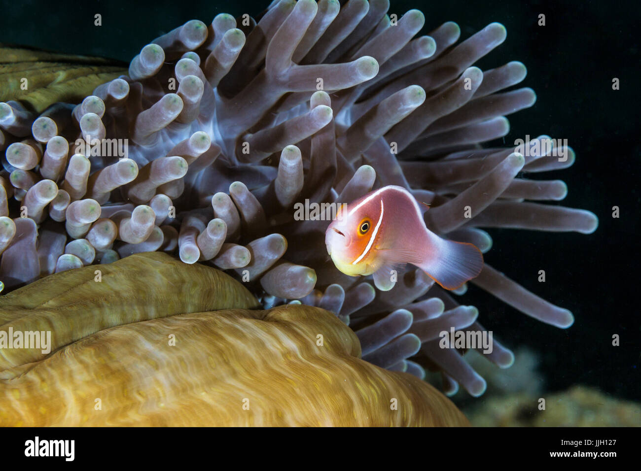 A pink skunk clownfish swims outside its anemone home in Anilao ...