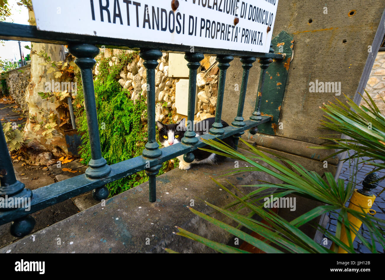 Stray alley cat sitting behind a fence in the resort town of Sorrento ...