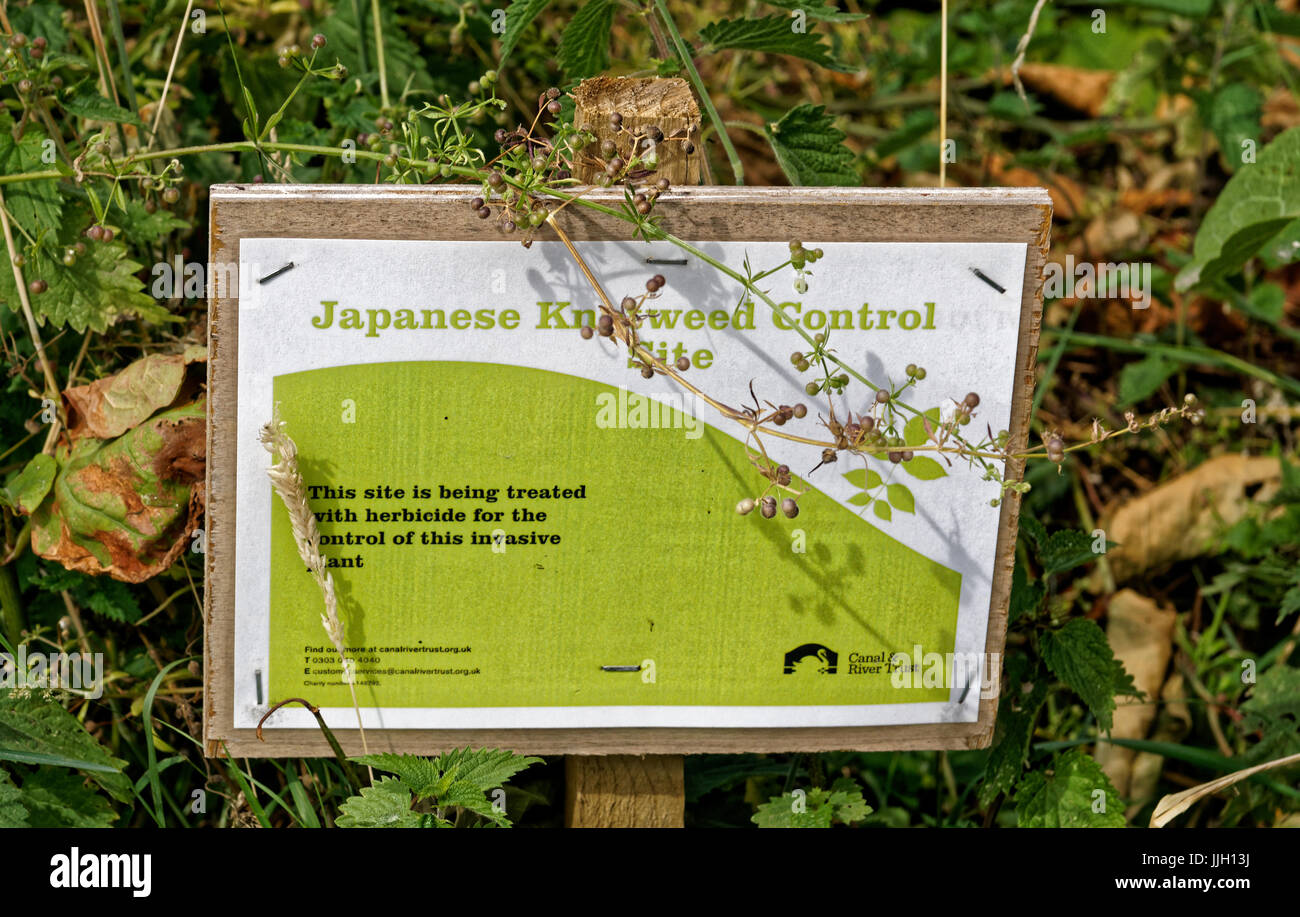 Japanese knotweed foliage hi-res stock photography and images - Alamy