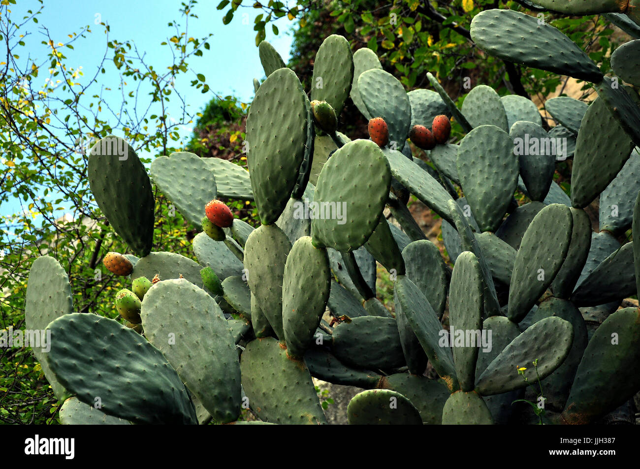 Mediterranean cactus plants with red flowers Stock Photo - Alamy