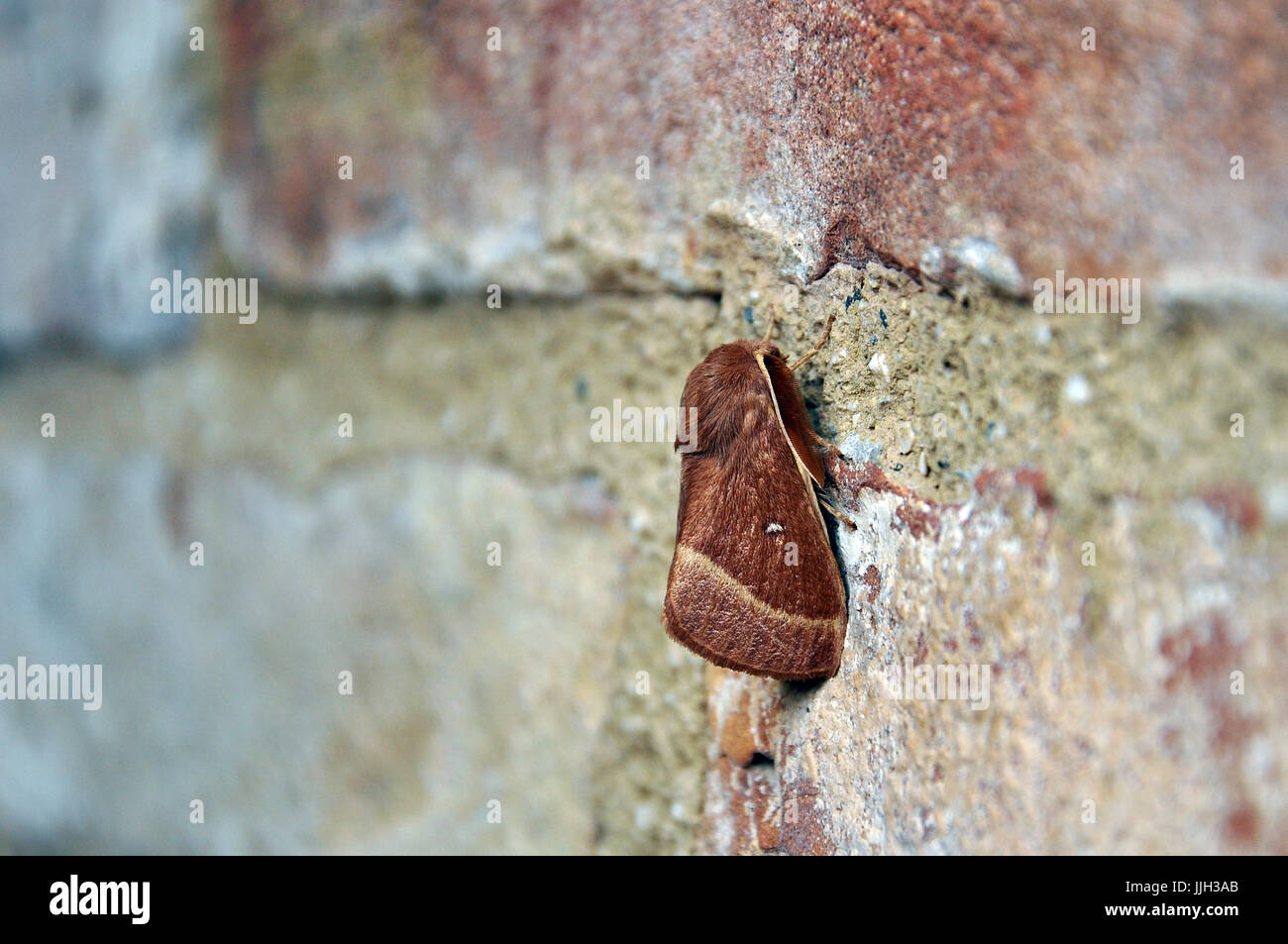 Moth on a mediterranean wall Stock Photo - Alamy