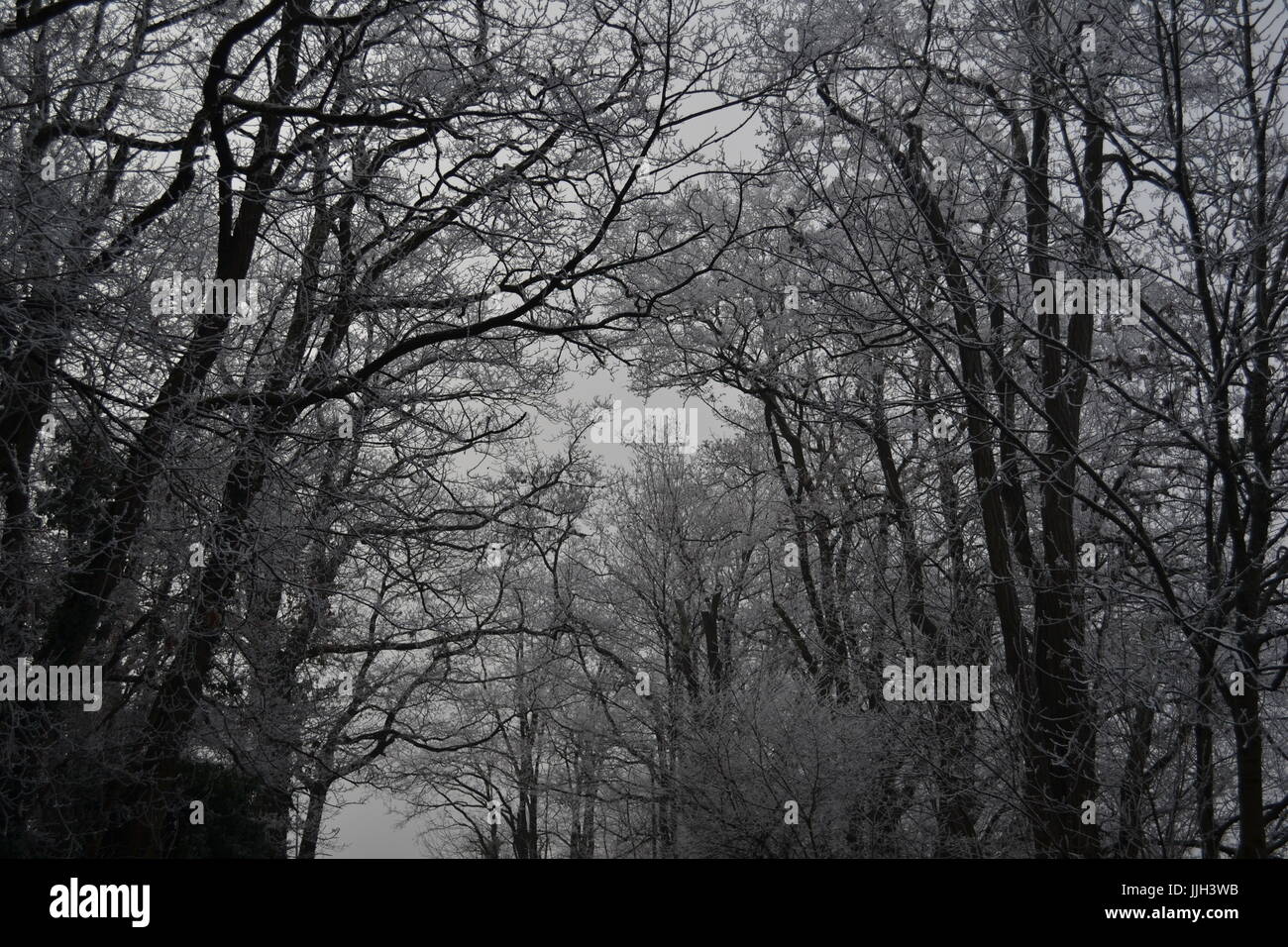 Treetop course hi-res stock photography and images - Alamy