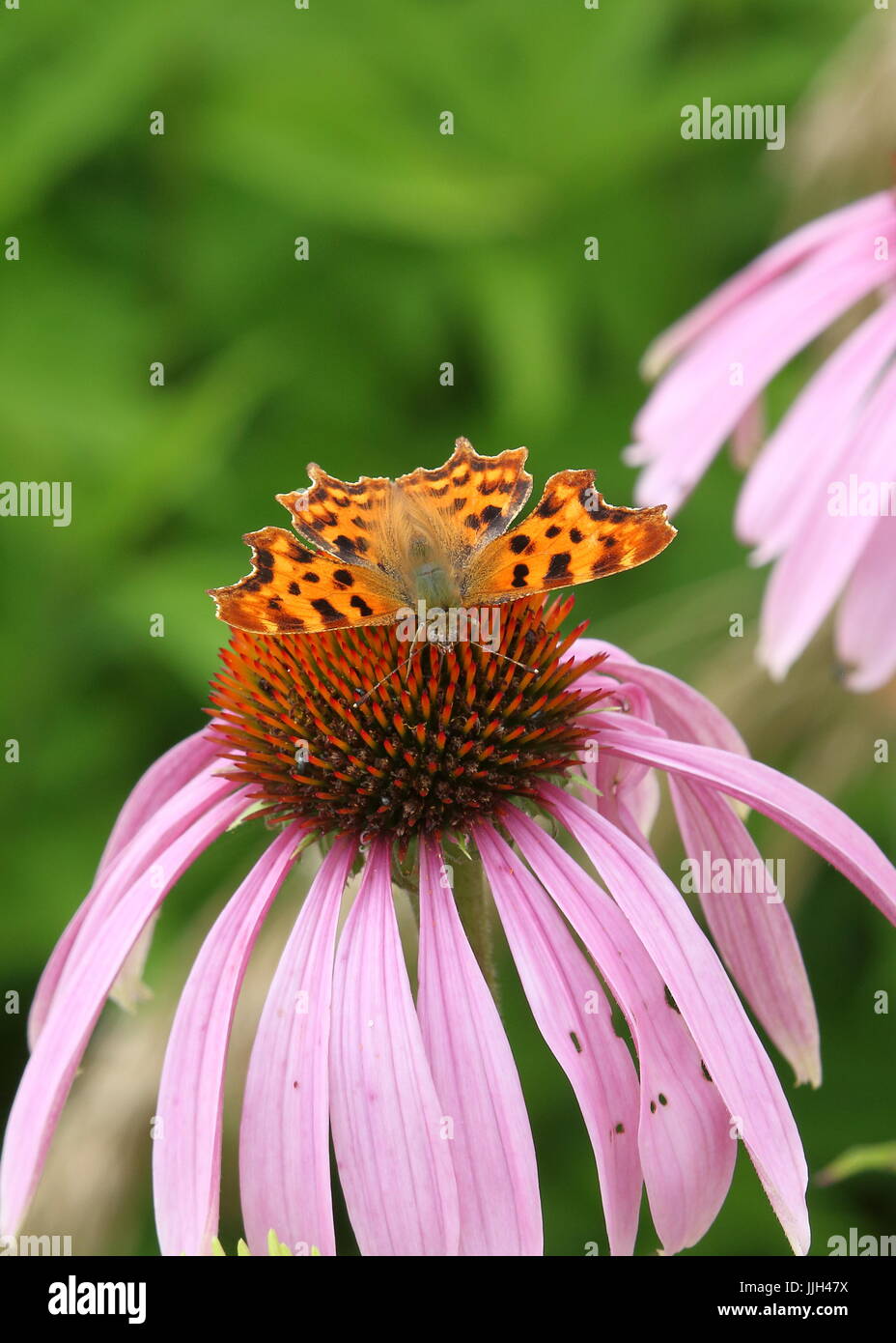 Scaly flower hi-res stock photography and images - Alamy