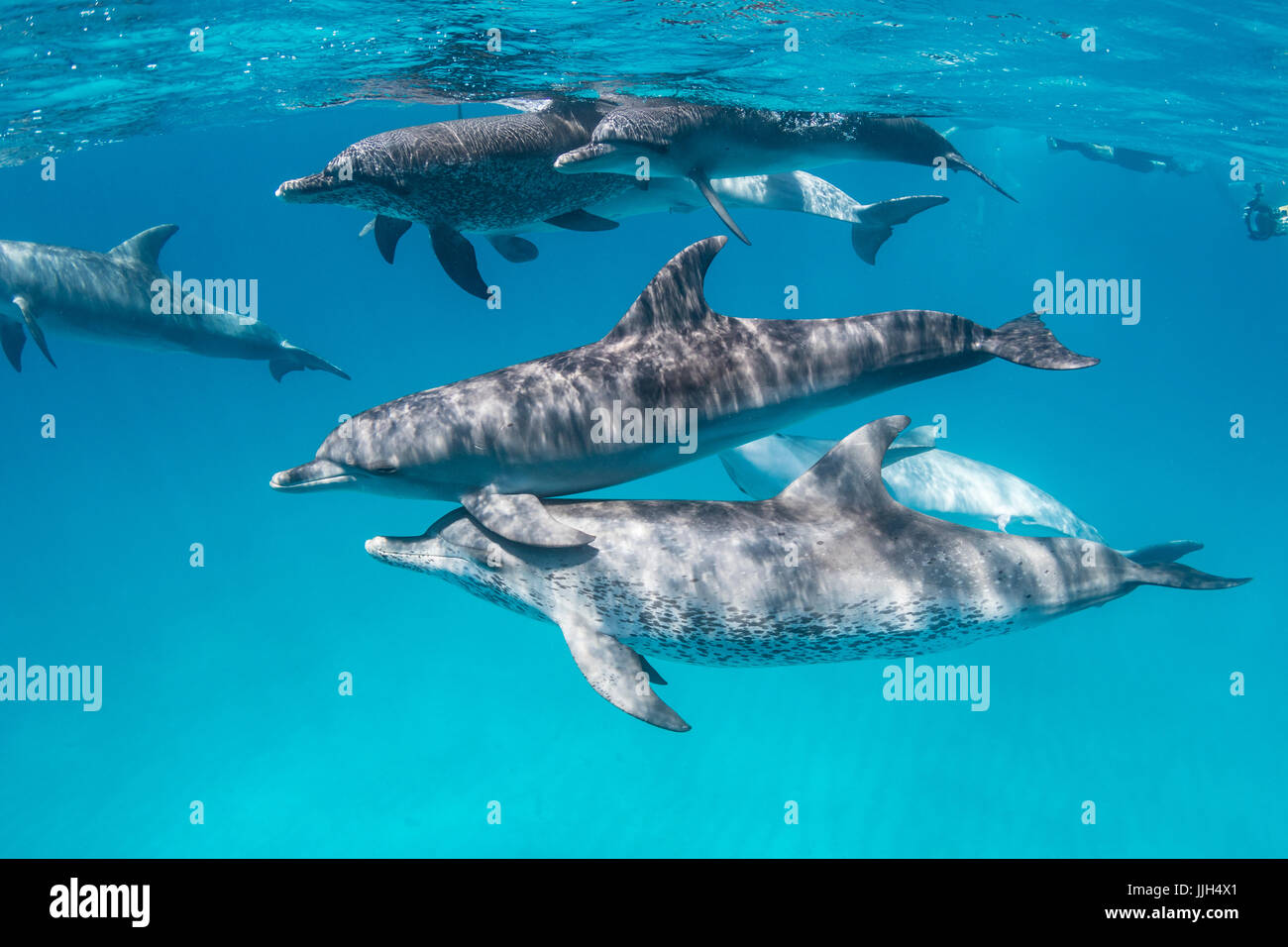 Atlantic Spotted Dolphins swim beneath the ocean surface in the ...