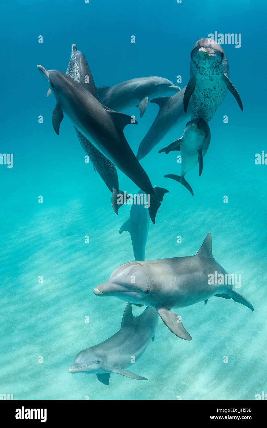 A mixed pod of Atlantic Spotted Dolphins and Bottlenose Dolphins swims ...