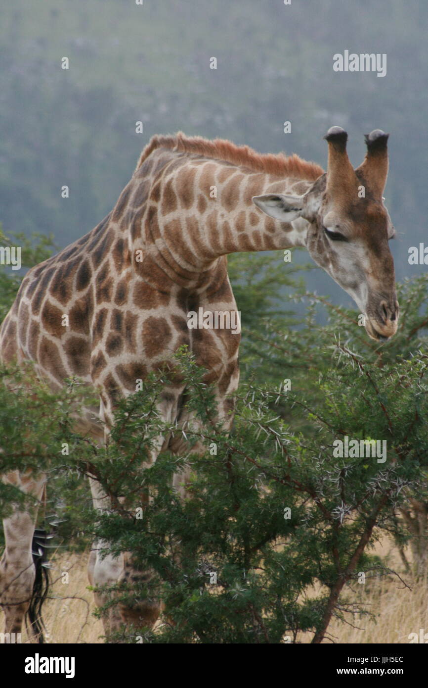 Giraffe browsing on a tree Stock Photo - Alamy