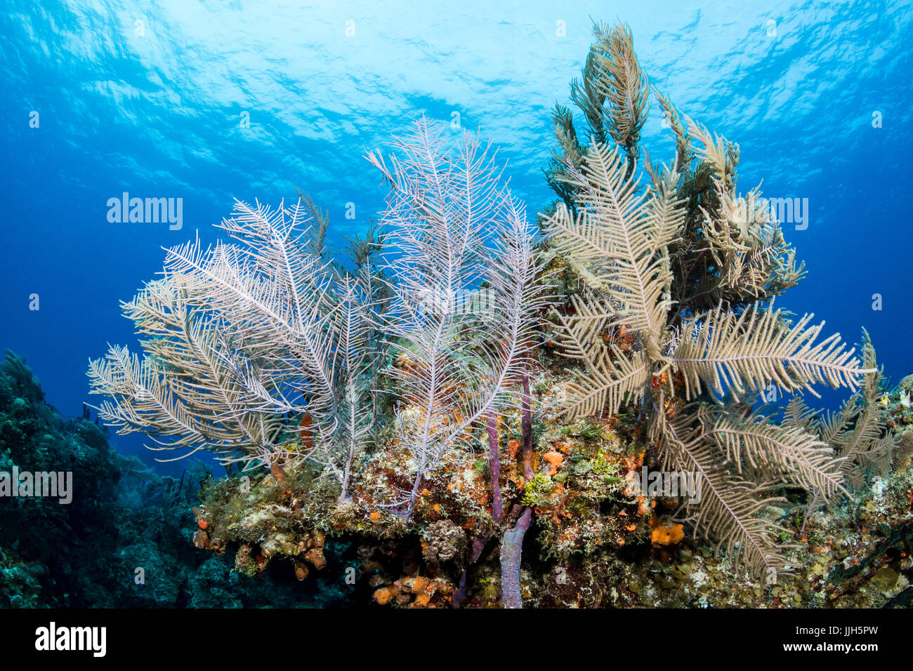 Reefscape hi-res stock photography and images - Alamy