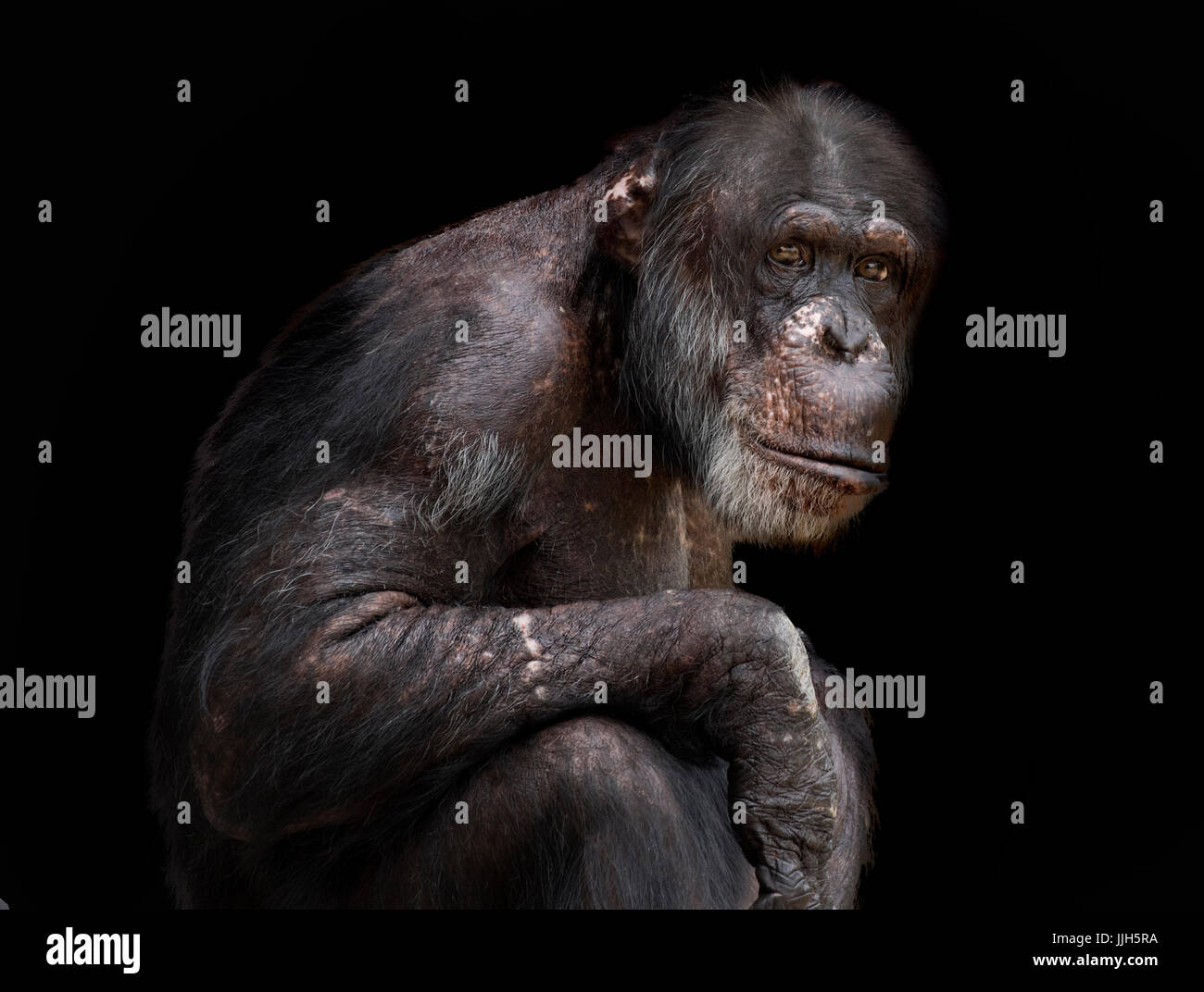 Chimp sitting hi-res stock photography and images - Alamy