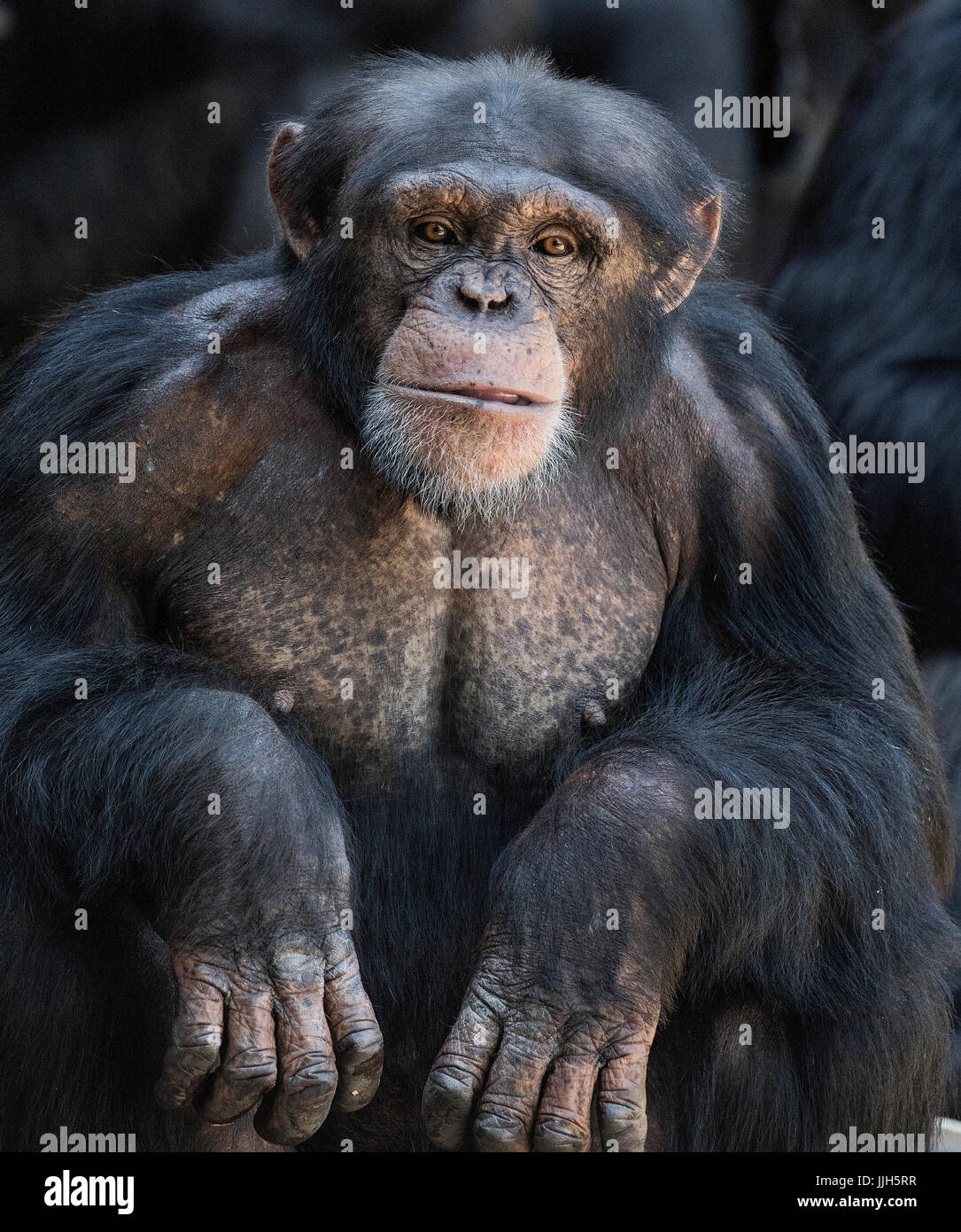 Chimpanzee looking at the camera hi-res stock photography and images ...