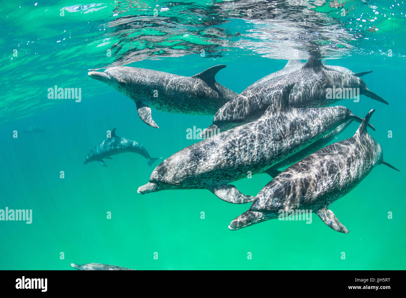 Atlantic Spotted Dolphins swim beneath the ocean surface in the ...