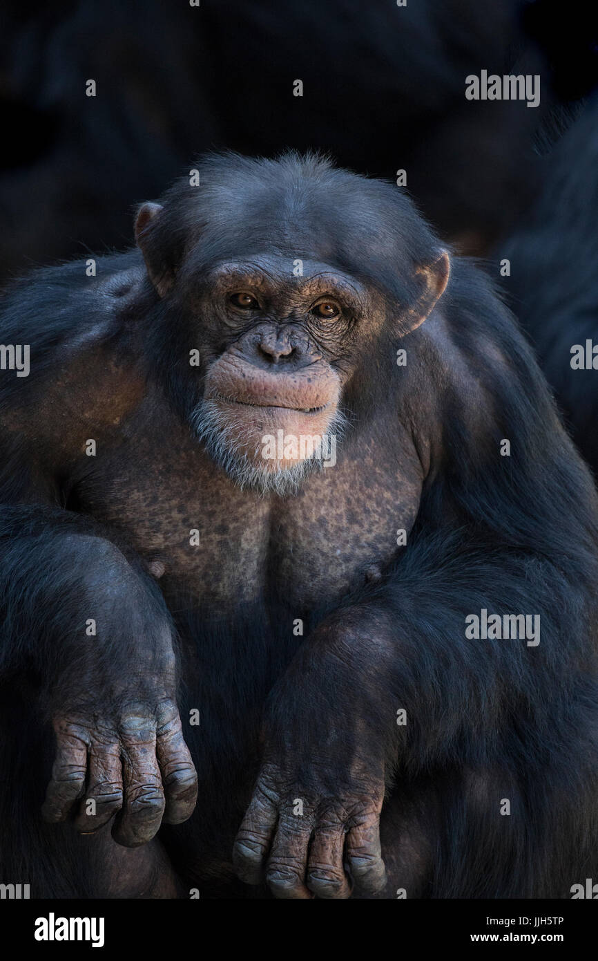 Chimpanzee looking into camera hi-res stock photography and images - Alamy