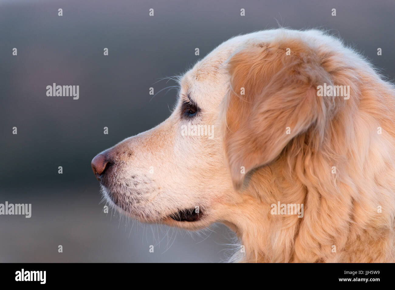 The gorgious face of a golden retriever Stock Photo - Alamy
